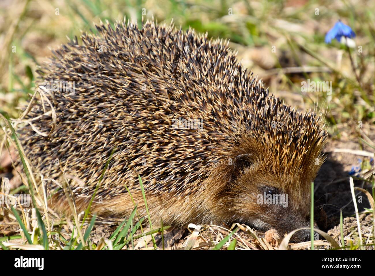 Wild hedgehog hi-res stock photography and images - Alamy