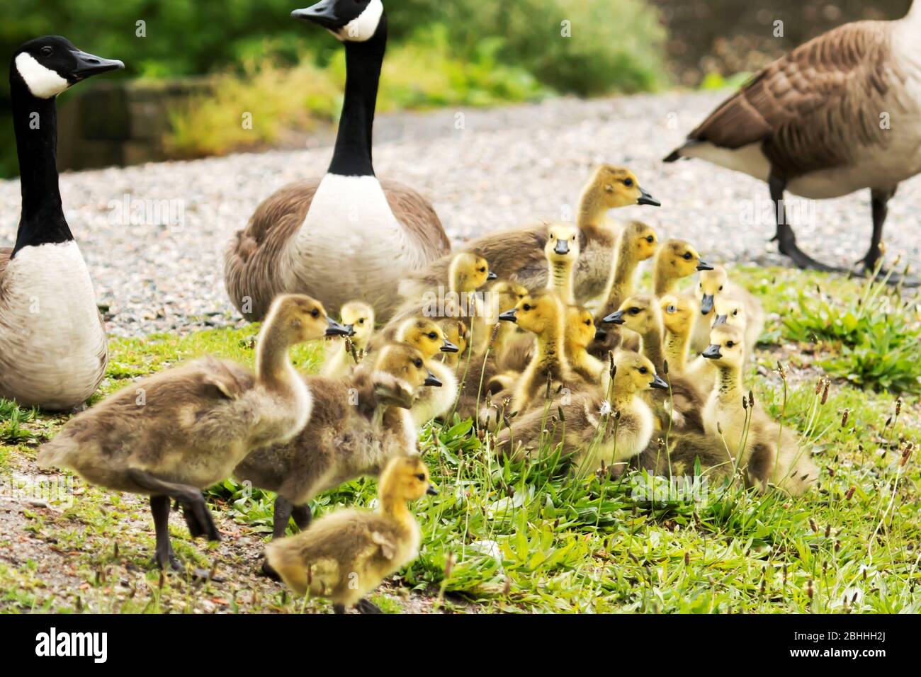 Lots of geese hi-res stock photography and images - Alamy