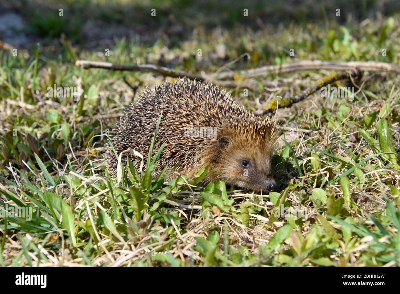 Wild hedgehog hi-res stock photography and images - Alamy
