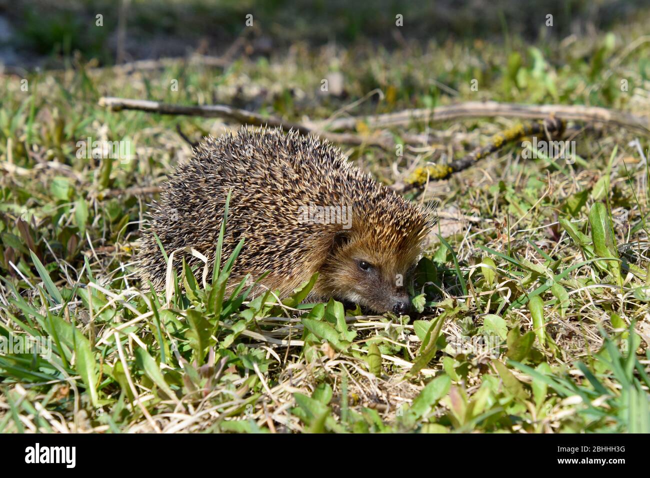 Angry hedgehog hi-res stock photography and images - Alamy