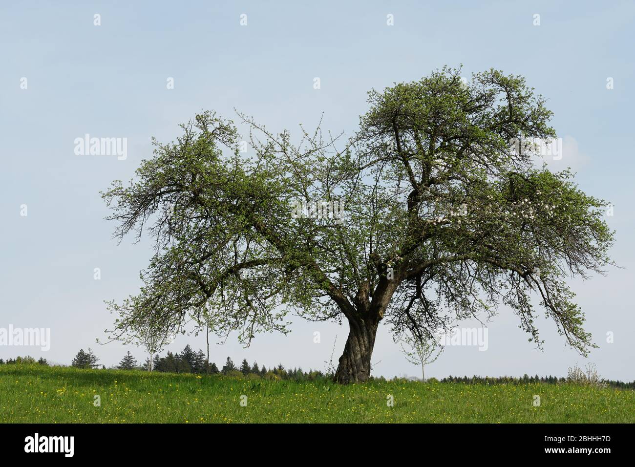 A big apple tree in spring standing lonely in the landscape with tiny ...