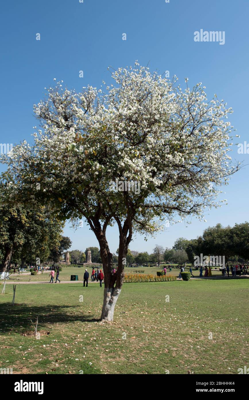 Khajuraho / India 24 February 2017 flowering Orchid Tree of Bauhinia ...