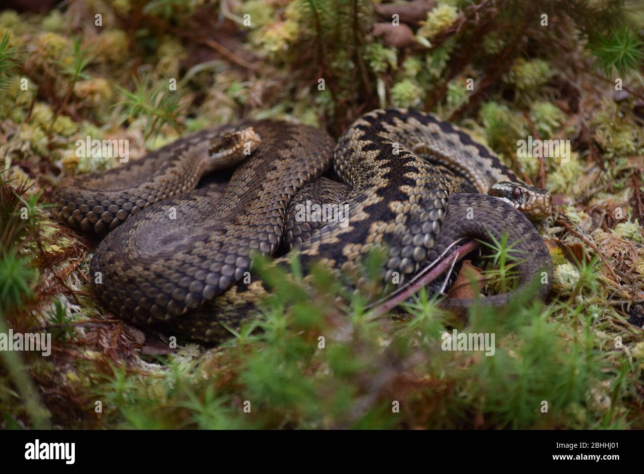 Two Male Adders High Resolution Stock Photography and Images - Alamy