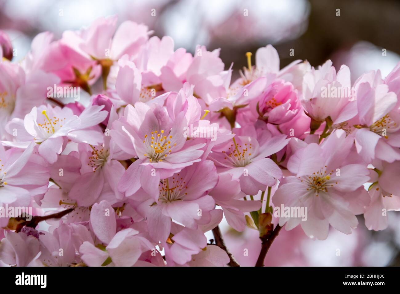 One brief season moment in spring time is the blooming of sakura tree ...