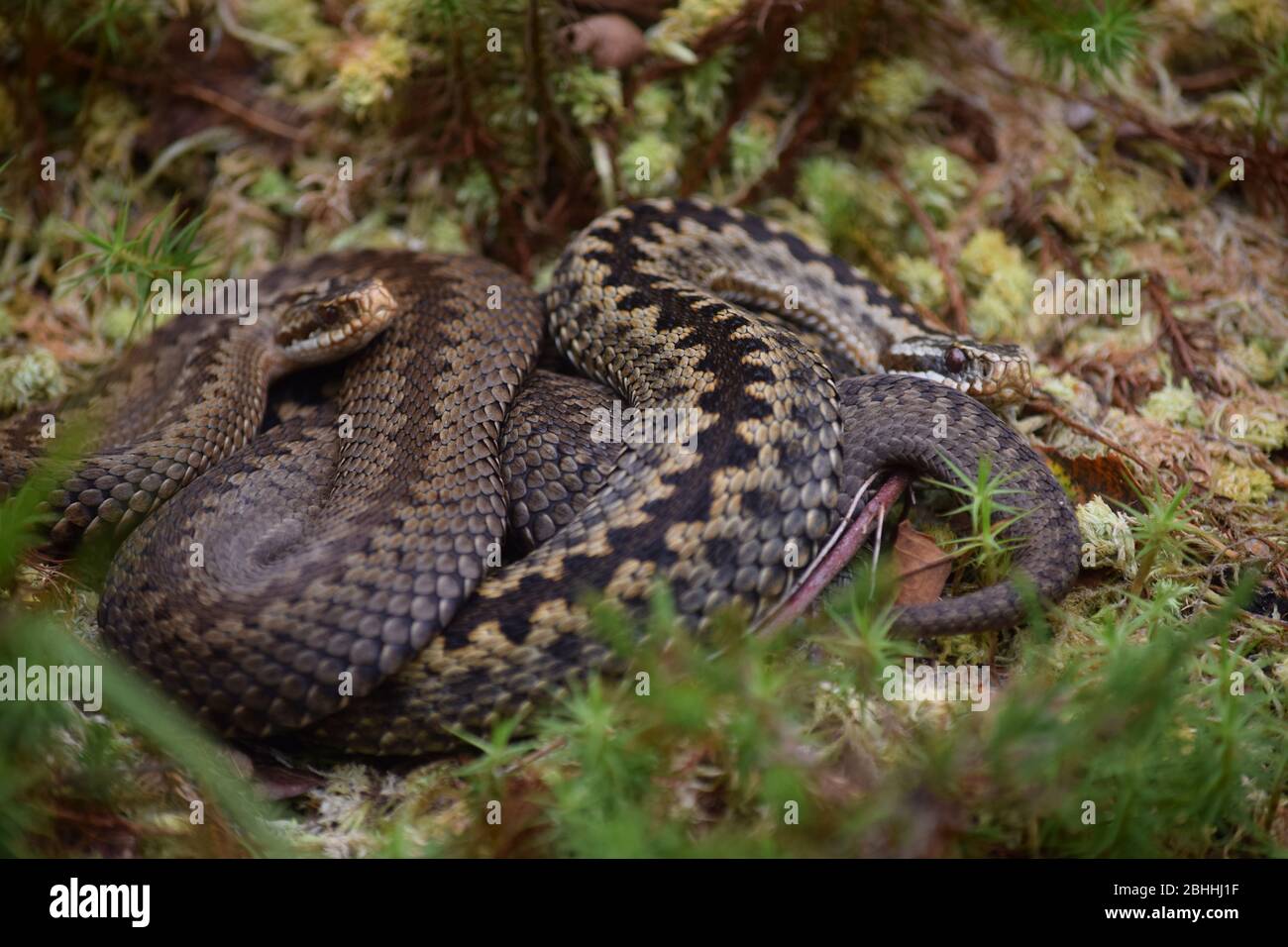 Two male adders hi-res stock photography and images - Alamy