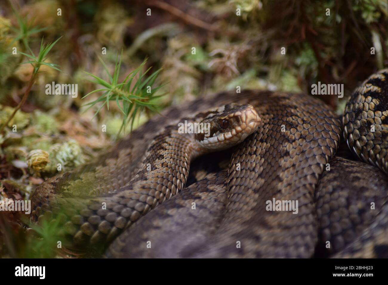 Two male adders hi-res stock photography and images - Alamy