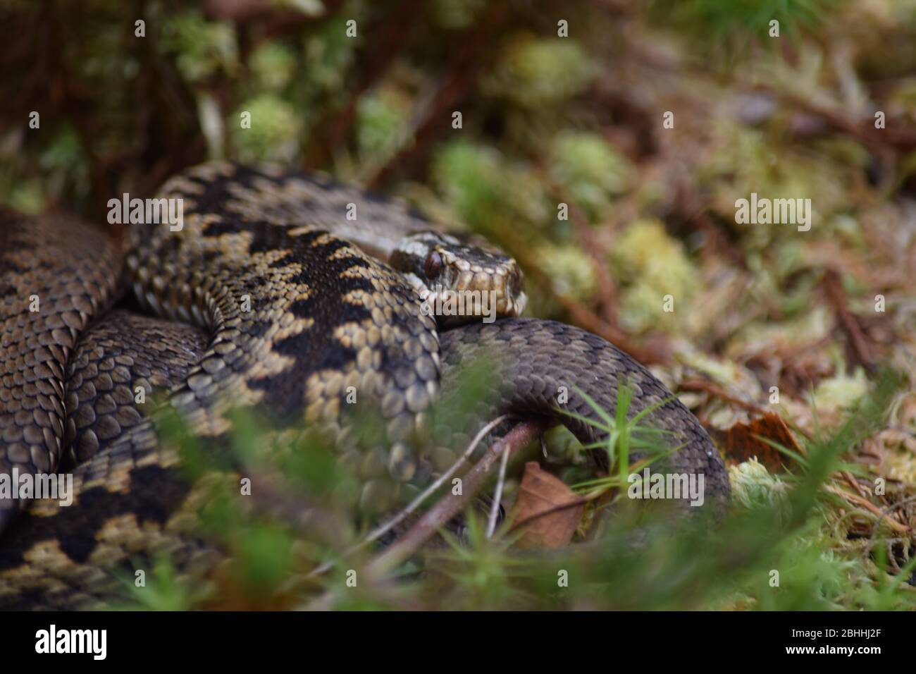 Two male adders hi-res stock photography and images - Alamy