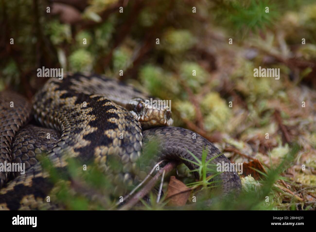 Uk adders hi-res stock photography and images - Alamy