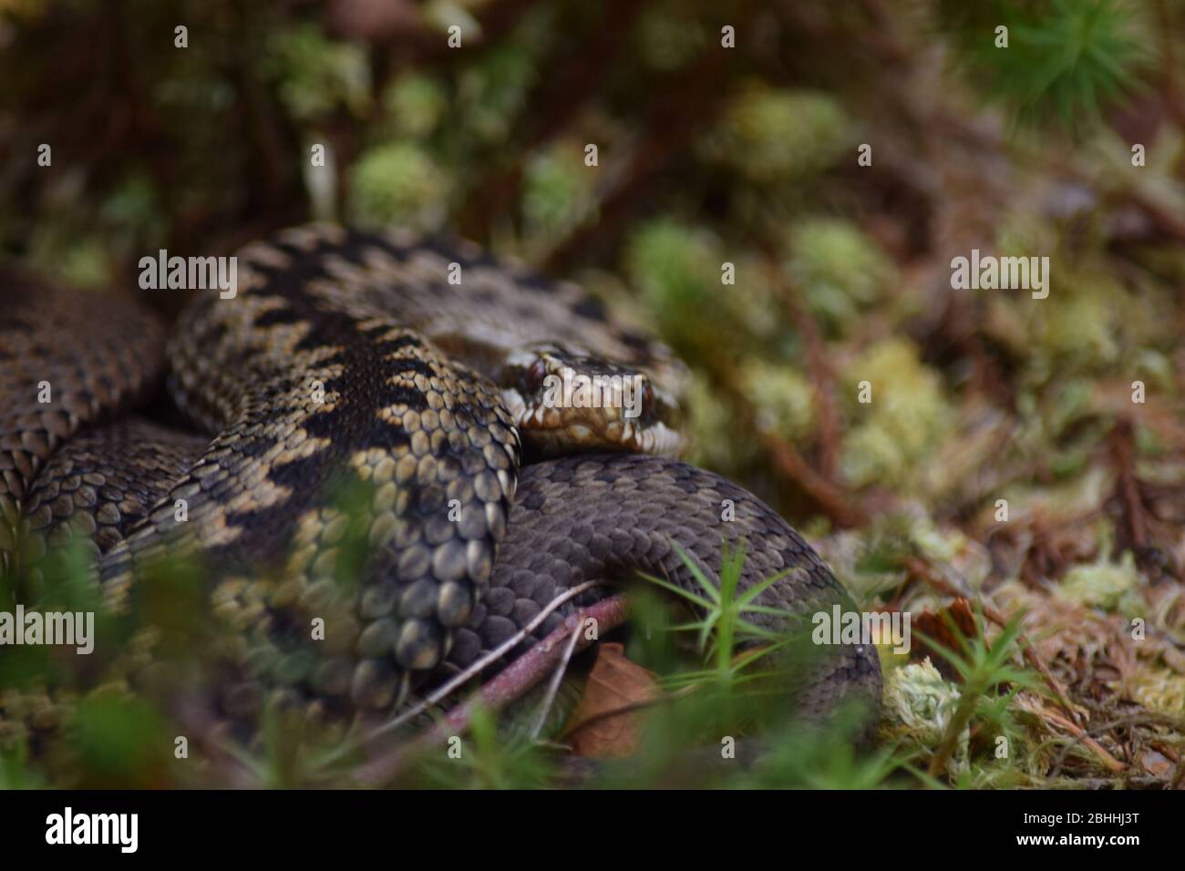 Two male adders hi-res stock photography and images - Alamy