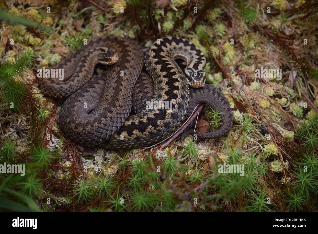 Two male adders hi-res stock photography and images - Alamy
