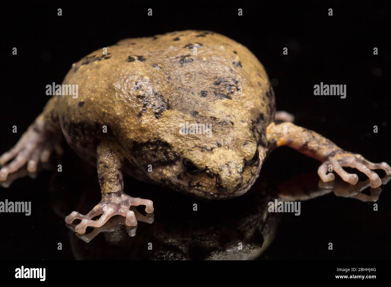 Banded bullfrog or Asian narrowmouth toads It also know chubby or ...