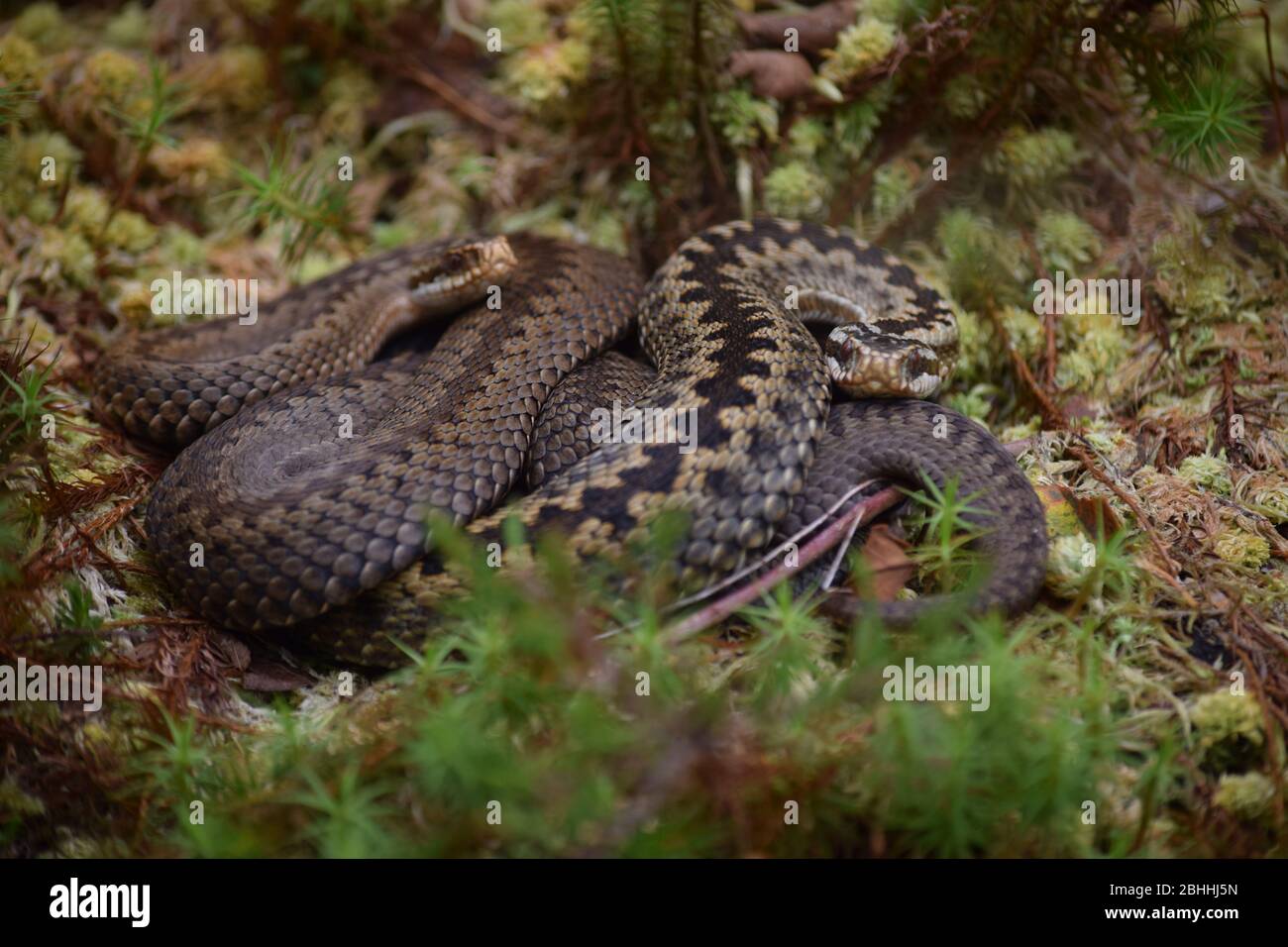 Two male adders hi-res stock photography and images - Alamy