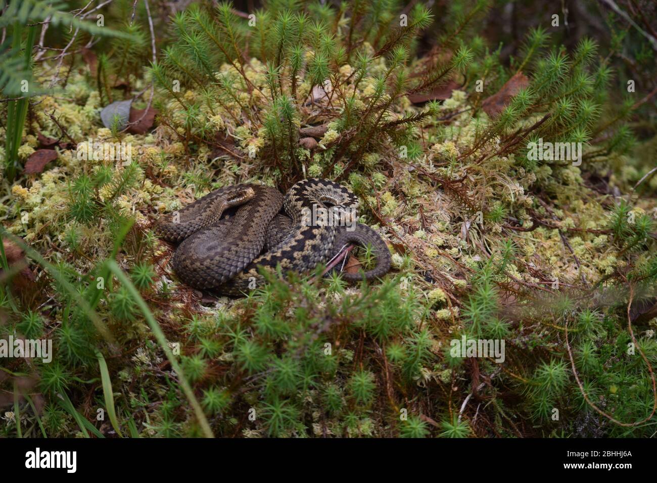 Two male adders hi-res stock photography and images - Alamy