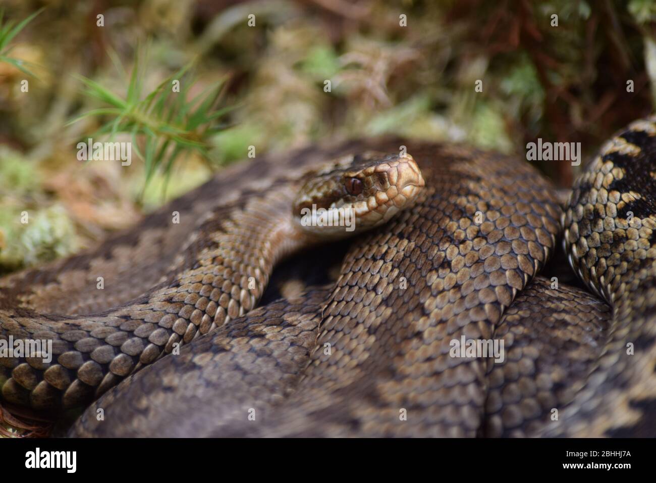Two male adders hi-res stock photography and images - Alamy