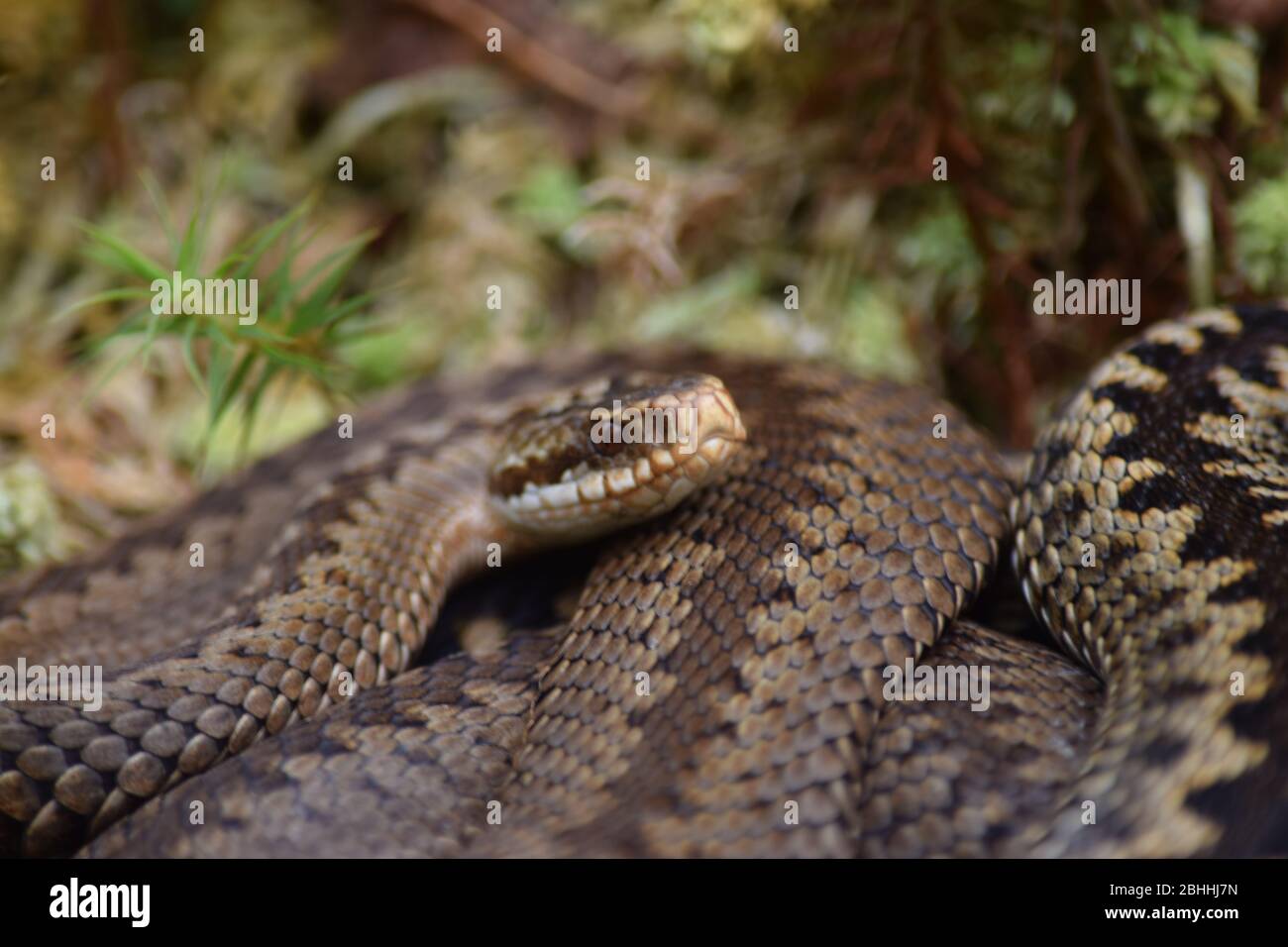 Two male adders hi-res stock photography and images - Alamy