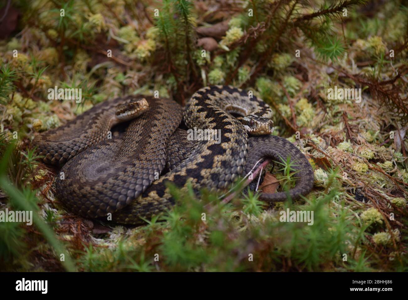 Two male adders hi-res stock photography and images - Alamy