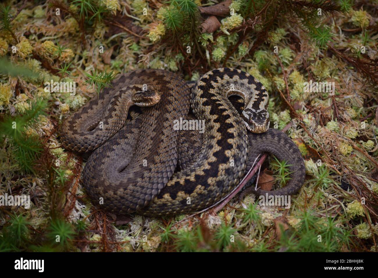 Two male adders hi-res stock photography and images - Alamy