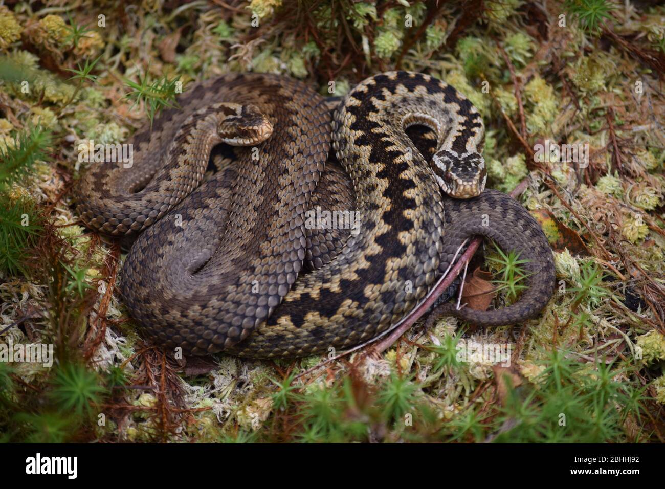Two male adders hi-res stock photography and images - Alamy
