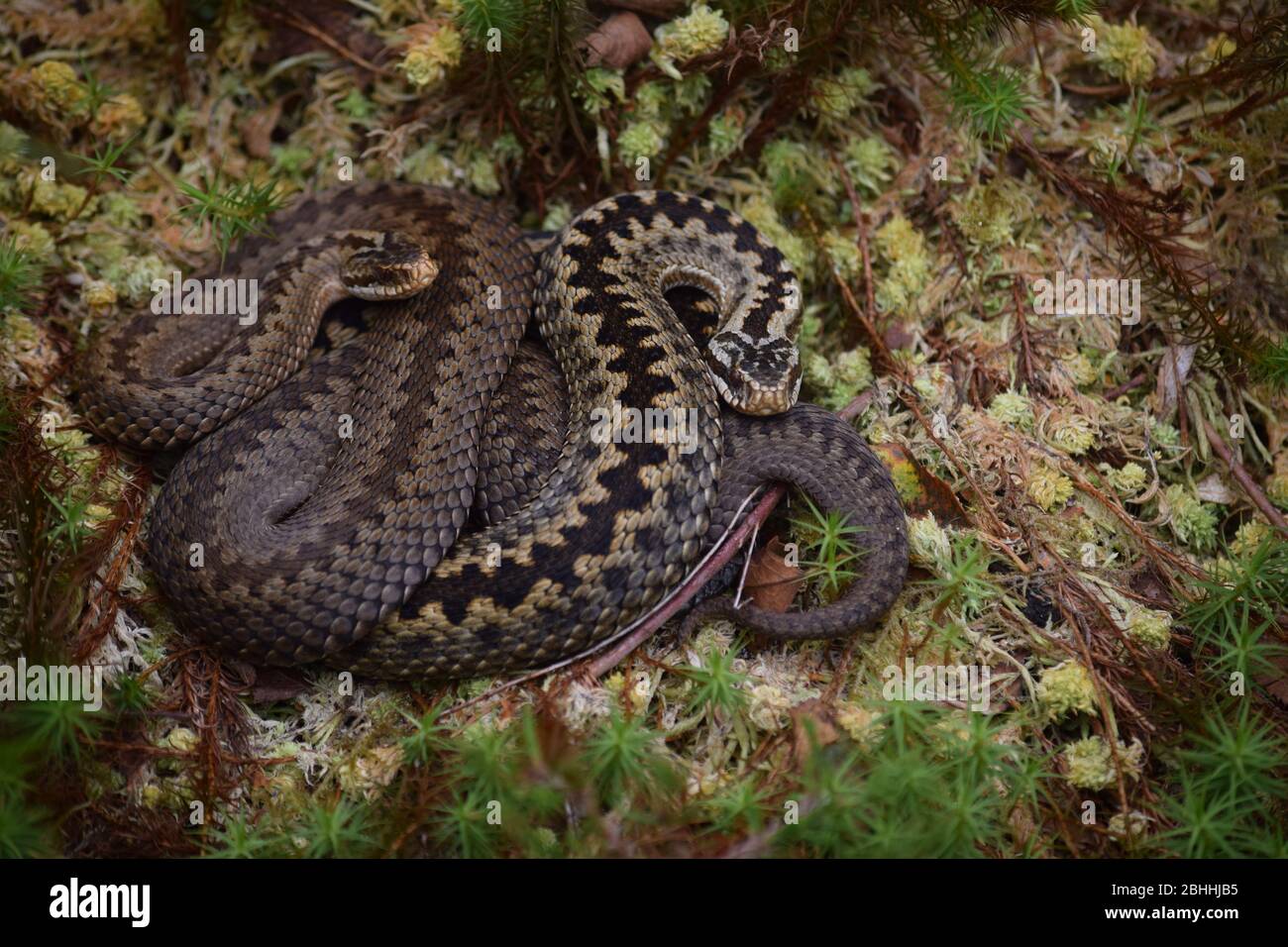 Two male adders hi-res stock photography and images - Alamy