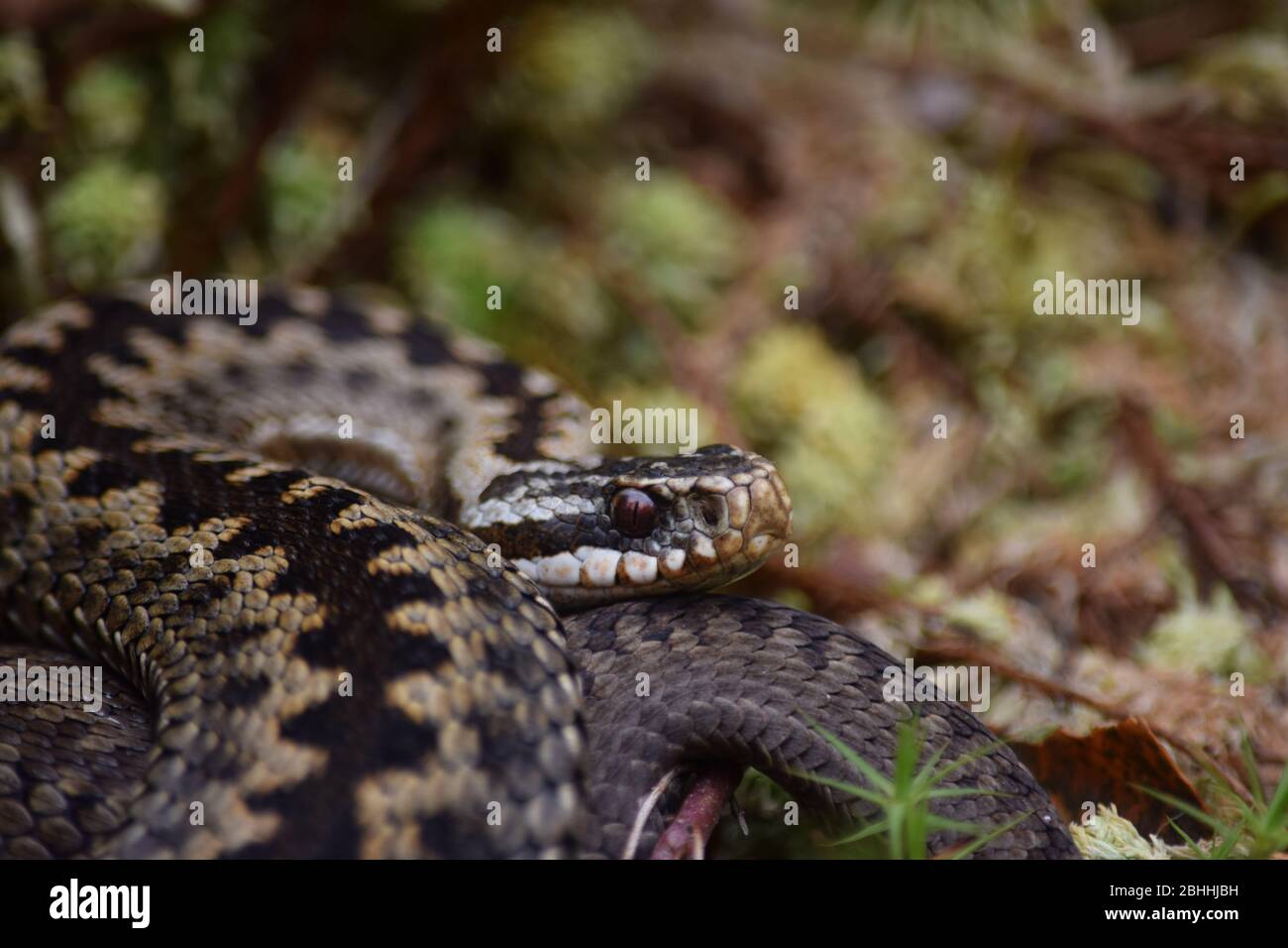 Two male adders hi-res stock photography and images - Alamy
