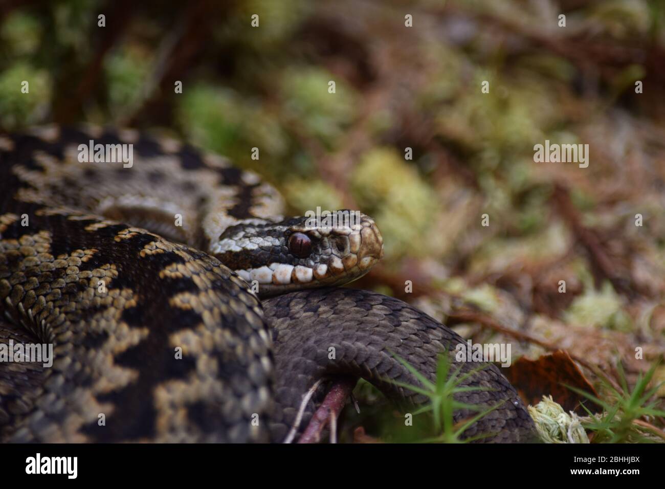 Adder scotland hi-res stock photography and images - Alamy
