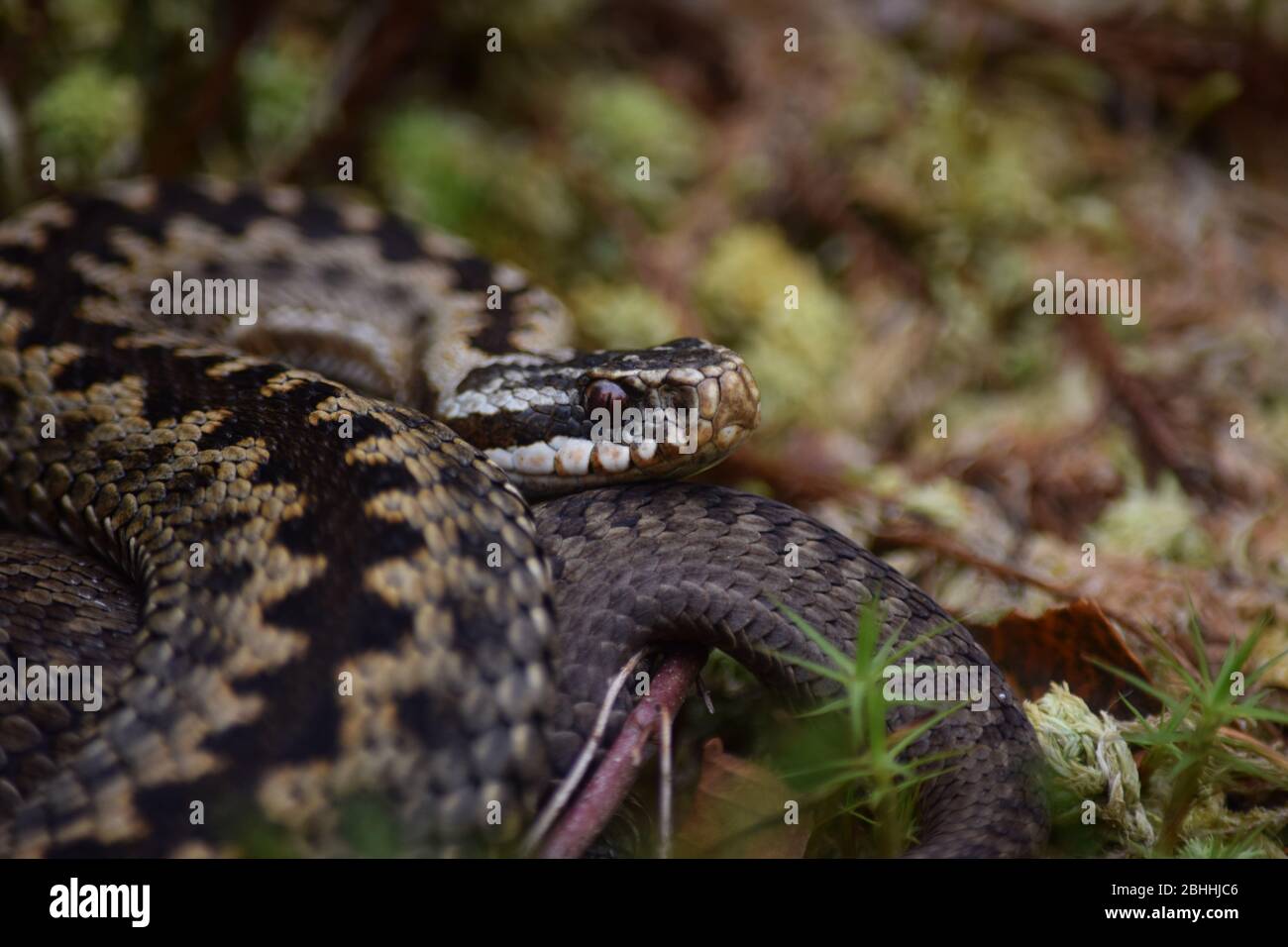 Two male adders hi-res stock photography and images - Alamy