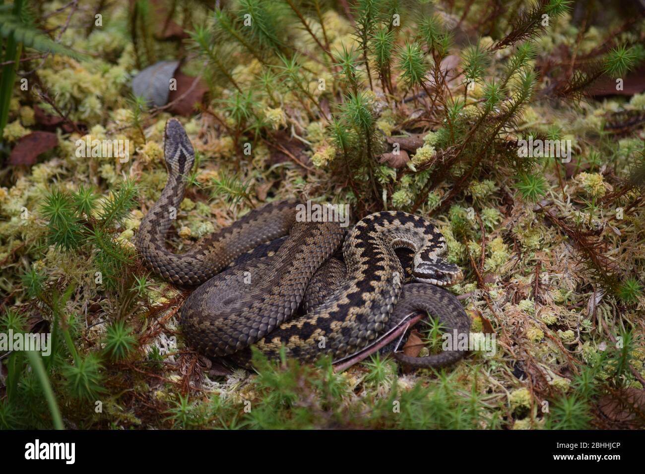 Two male adders hi-res stock photography and images - Alamy