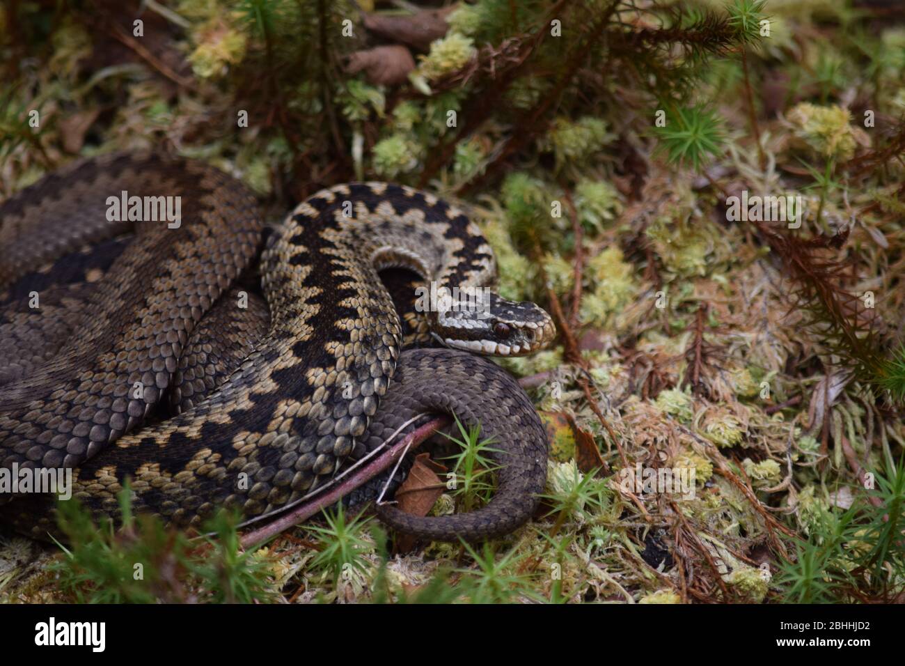 Two male adders hi-res stock photography and images - Alamy