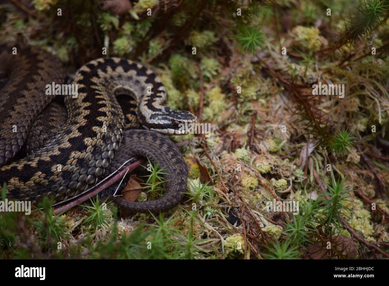 Uk adders hi-res stock photography and images - Alamy