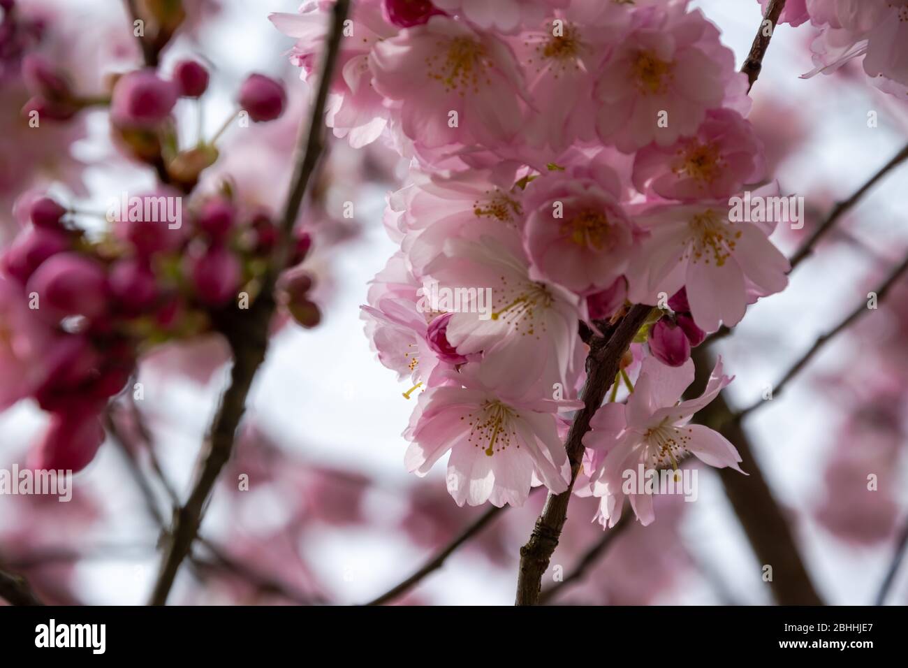 One brief season moment in spring time is the blooming of sakura tree ...