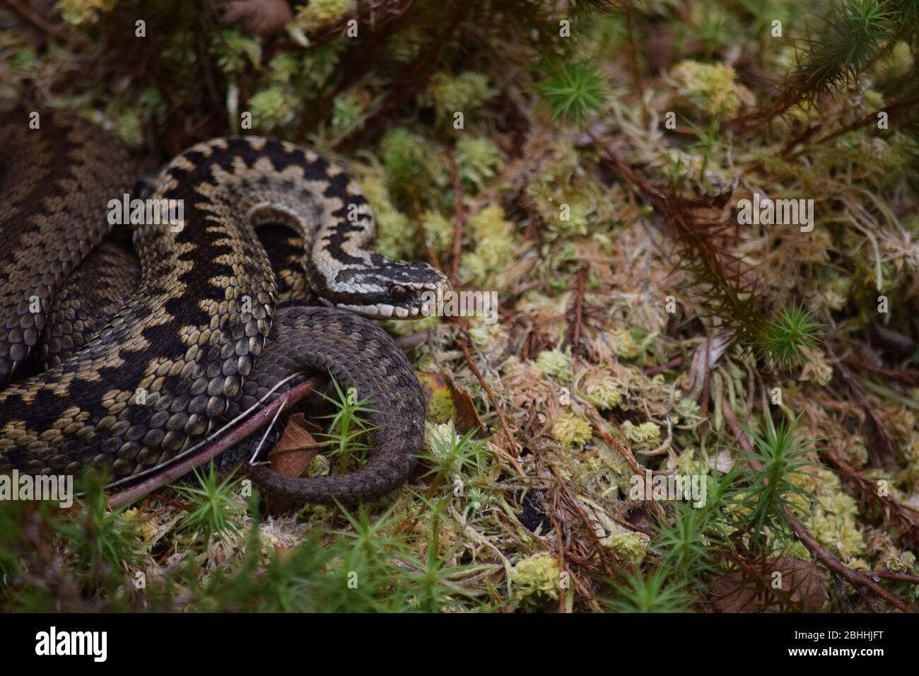 Adder Scotland High Resolution Stock Photography and Images - Alamy