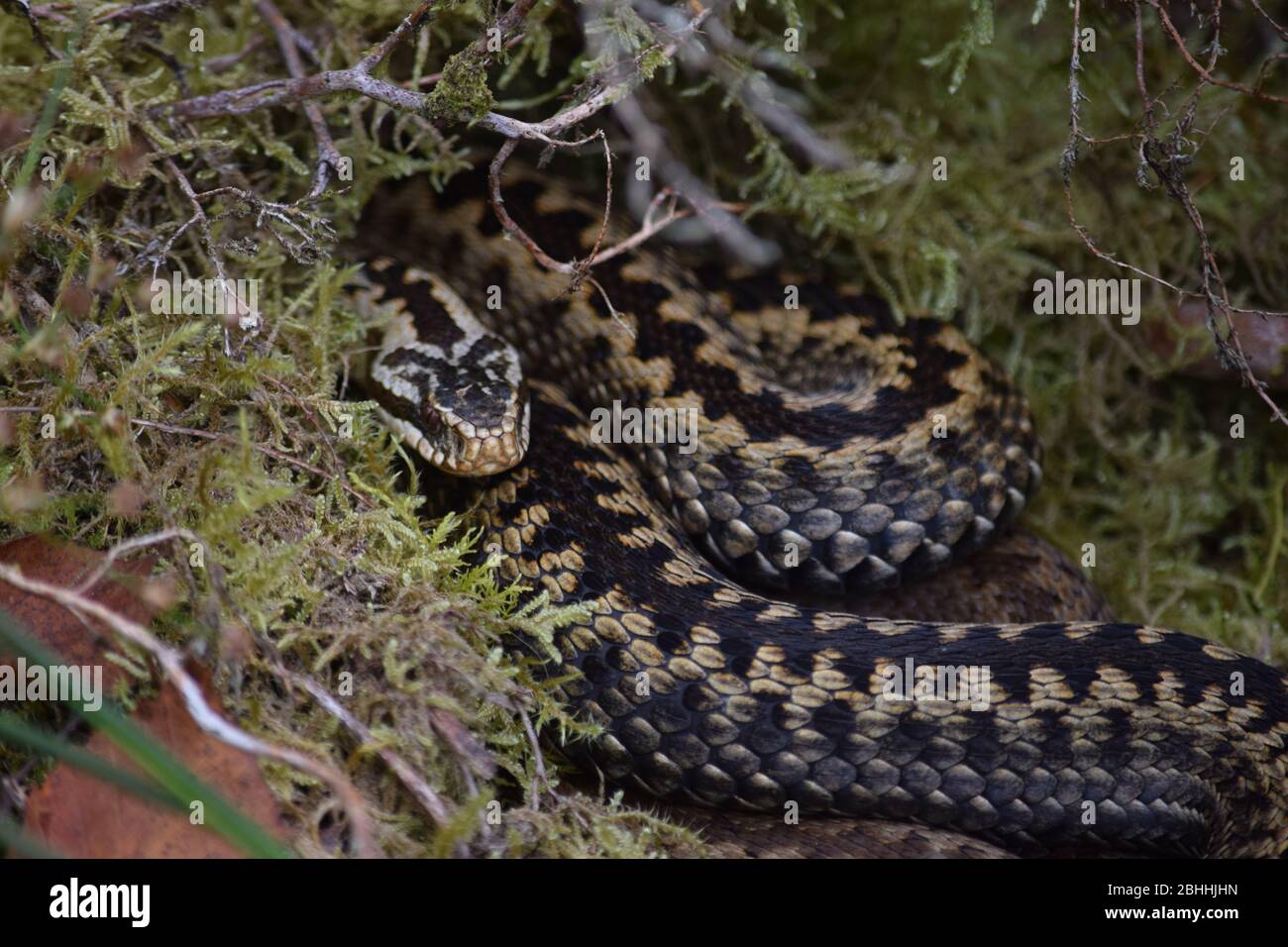 Adders hi-res stock photography and images - Alamy