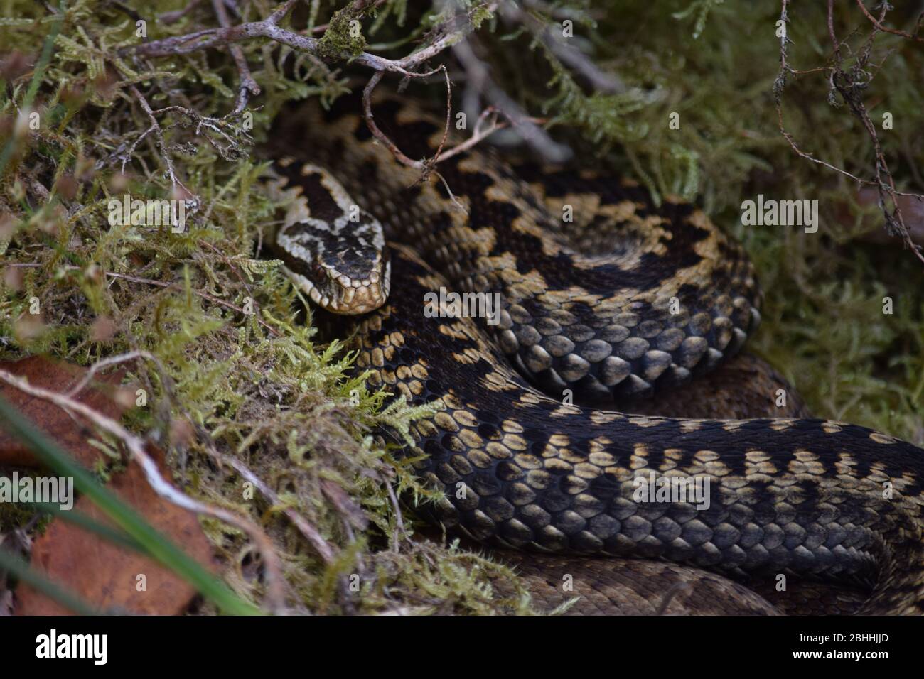 Two male adders hi-res stock photography and images - Alamy