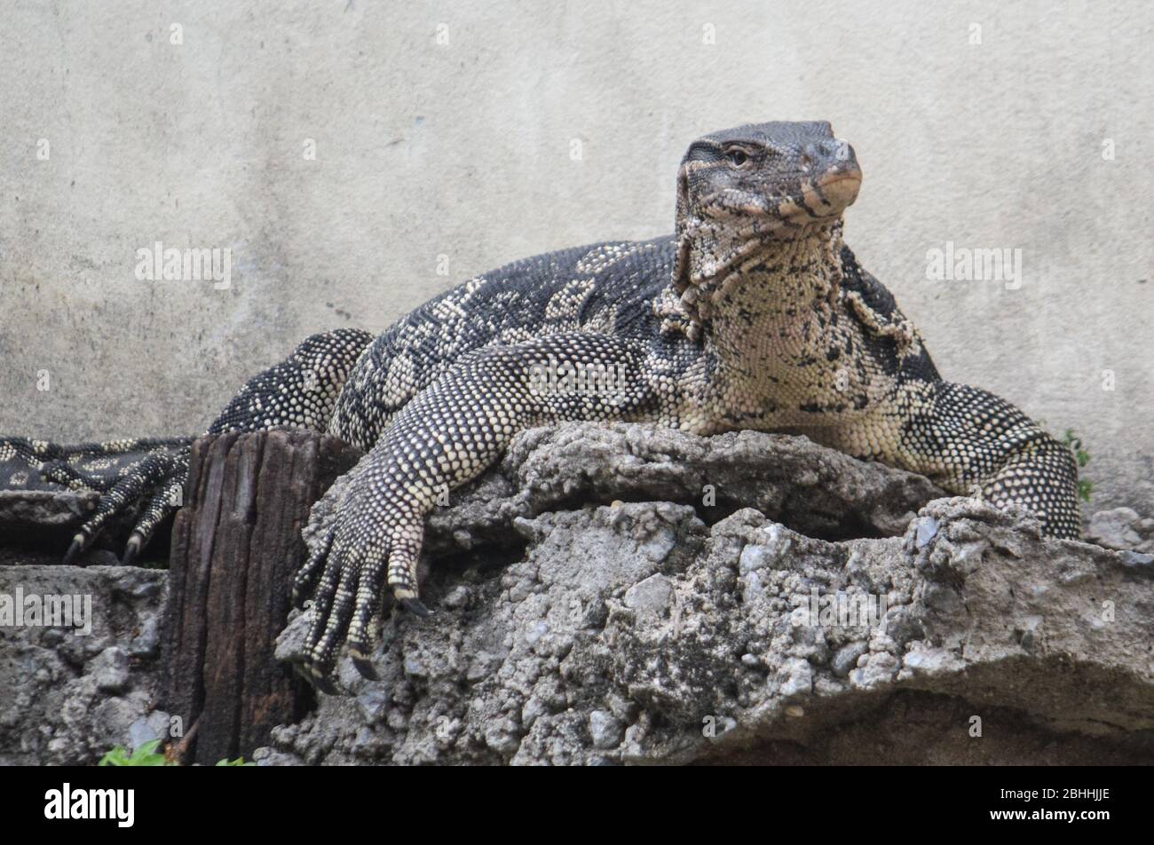 Long powerful laterally compressed tail hi-res stock photography and ...