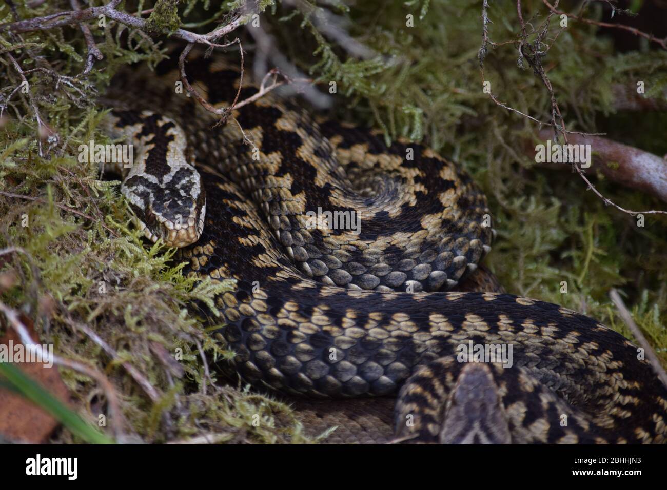 Two male adders hi-res stock photography and images - Alamy
