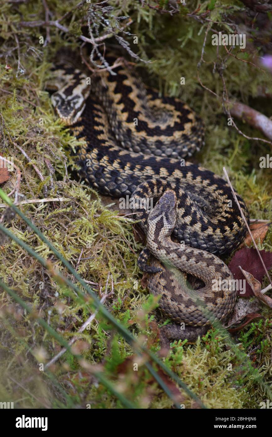 Two male adders hi-res stock photography and images - Alamy
