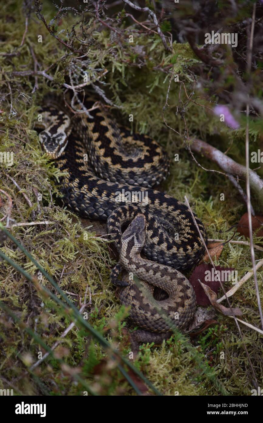 Two male adders hi-res stock photography and images - Alamy