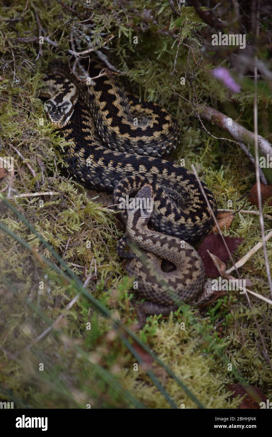 Two male adders hi-res stock photography and images - Alamy