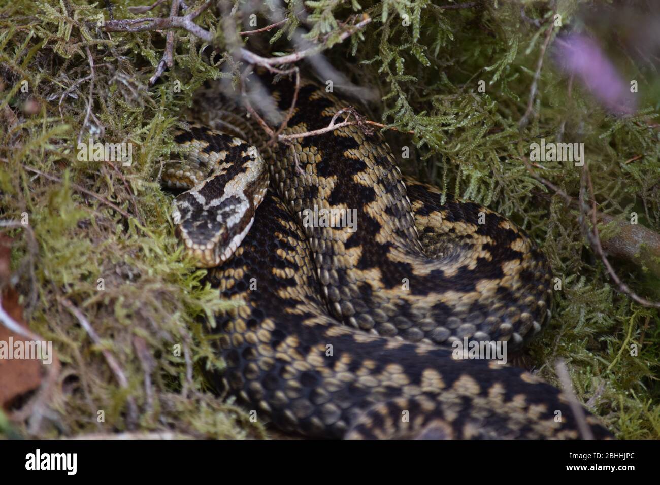 Two male adders hi-res stock photography and images - Alamy