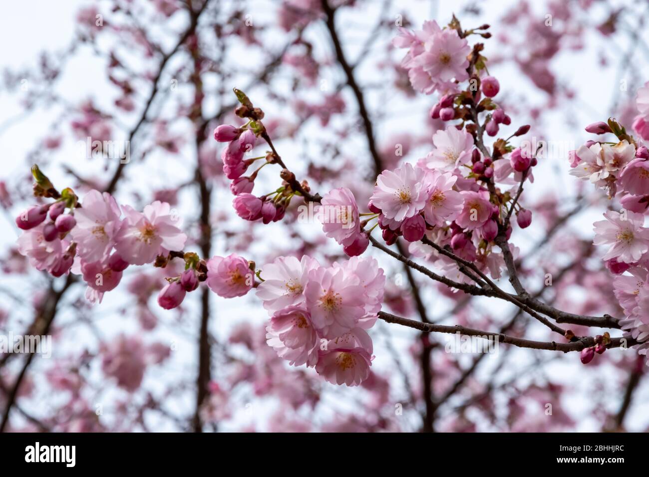 One brief season moment in spring time is the blooming of sakura tree ...
