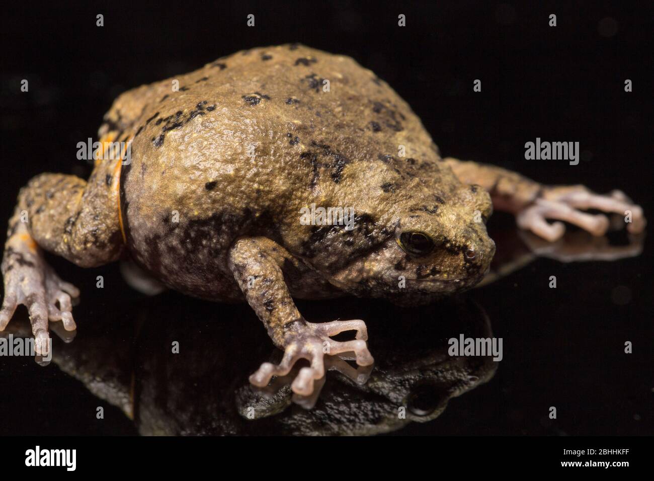 Banded bullfrog or Asian narrowmouth toads It also know chubby or ...
