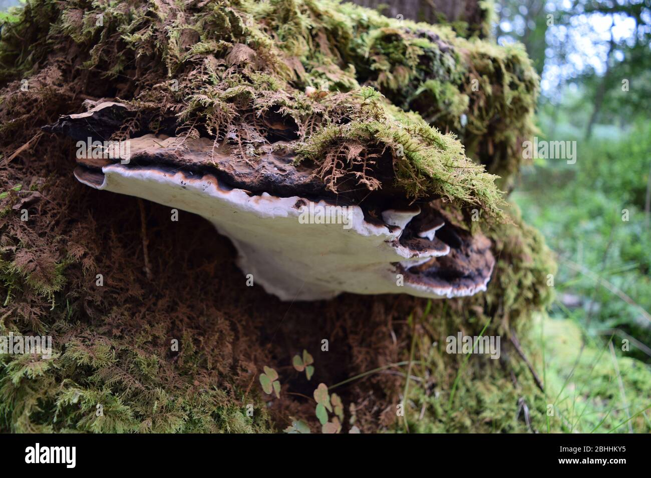 Fungi nature hi-res stock photography and images - Alamy