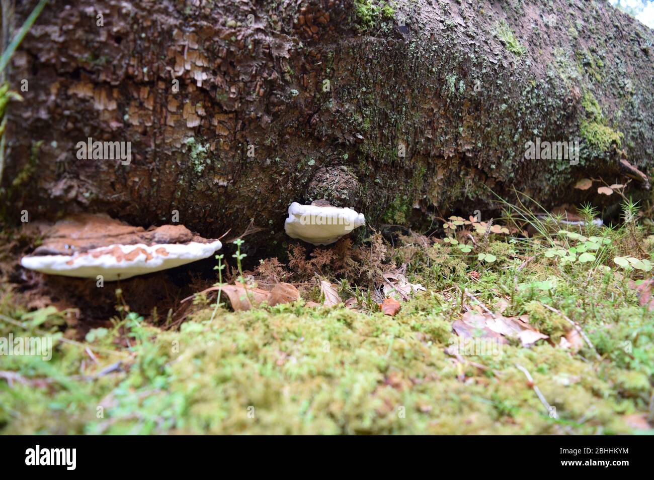 Eat fungi hi-res stock photography and images - Alamy