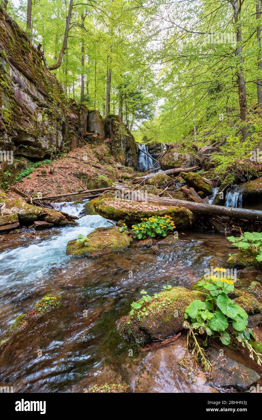rapid water flow among the forest. trees in fresh green foliage ...