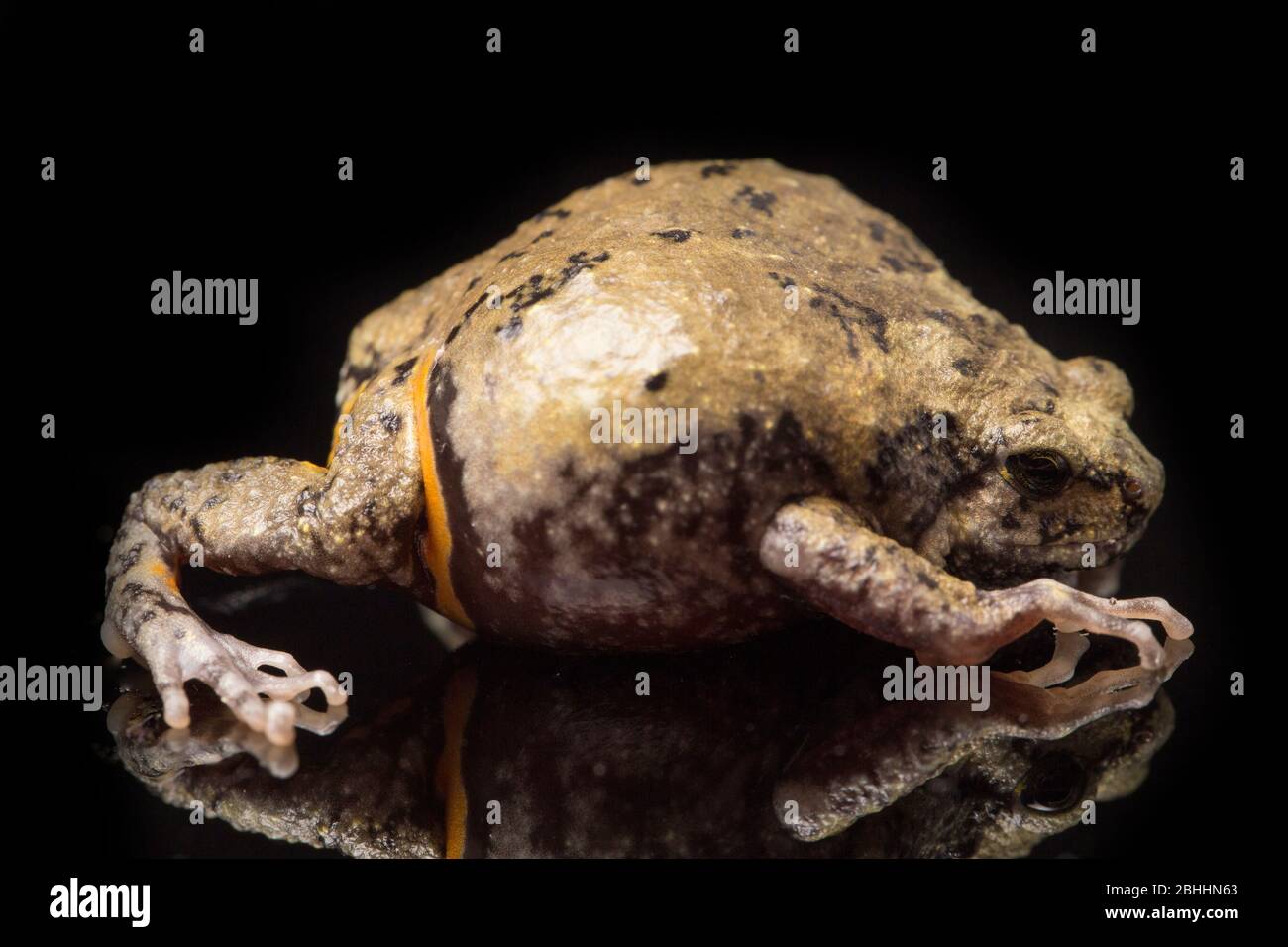 Banded bullfrog or Asian narrowmouth toads It also know chubby or ...