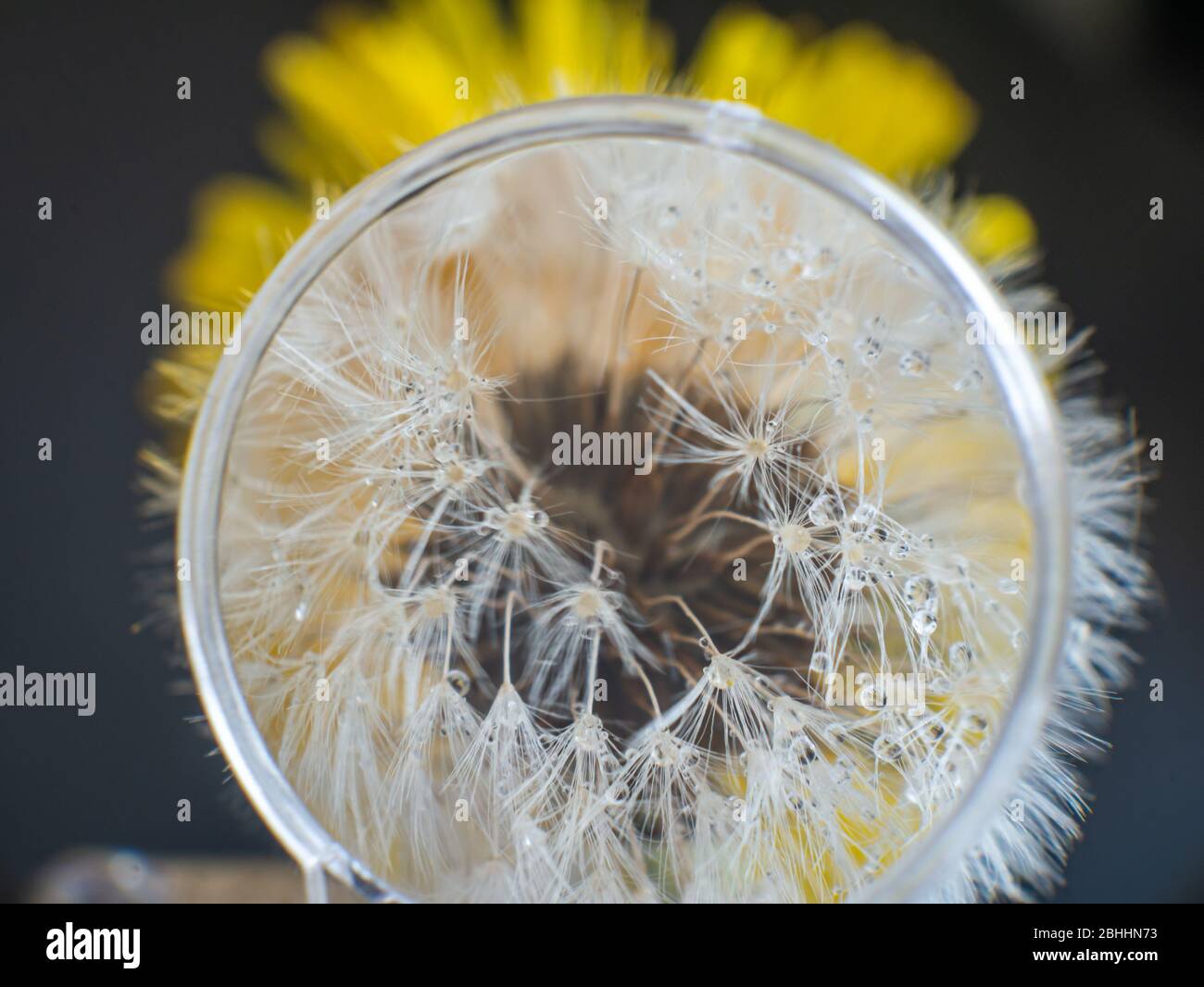 Species dispersal hi-res stock photography and images - Alamy