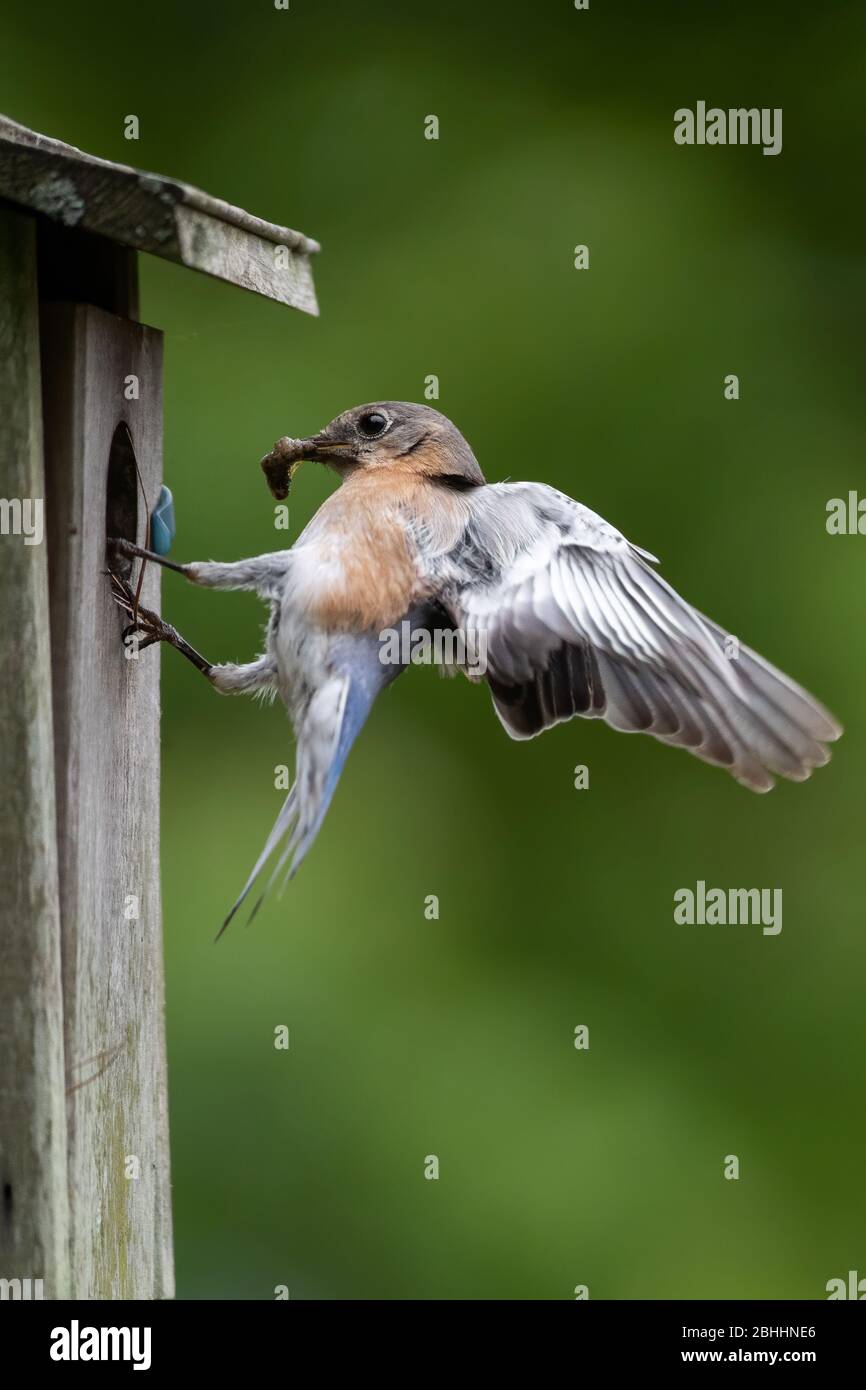 Female bluebird feeding young Stock Photo - Alamy