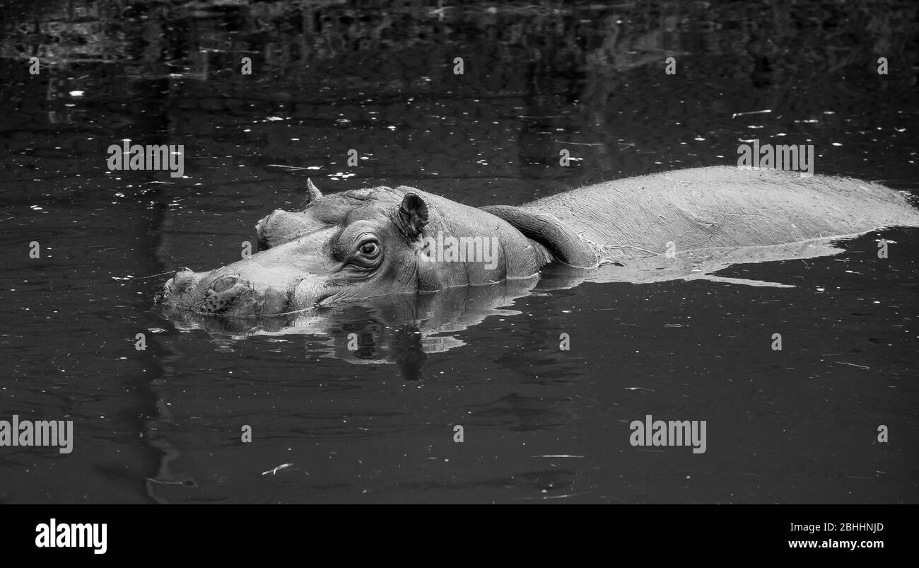 Hippopotamus captivity Black and White Stock Photos & Images - Alamy