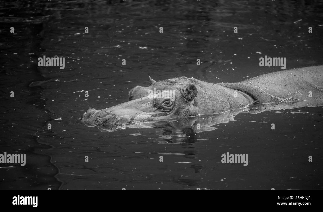 Black and white close up of hippopotamus animal (Hippopotamus amphibius ...