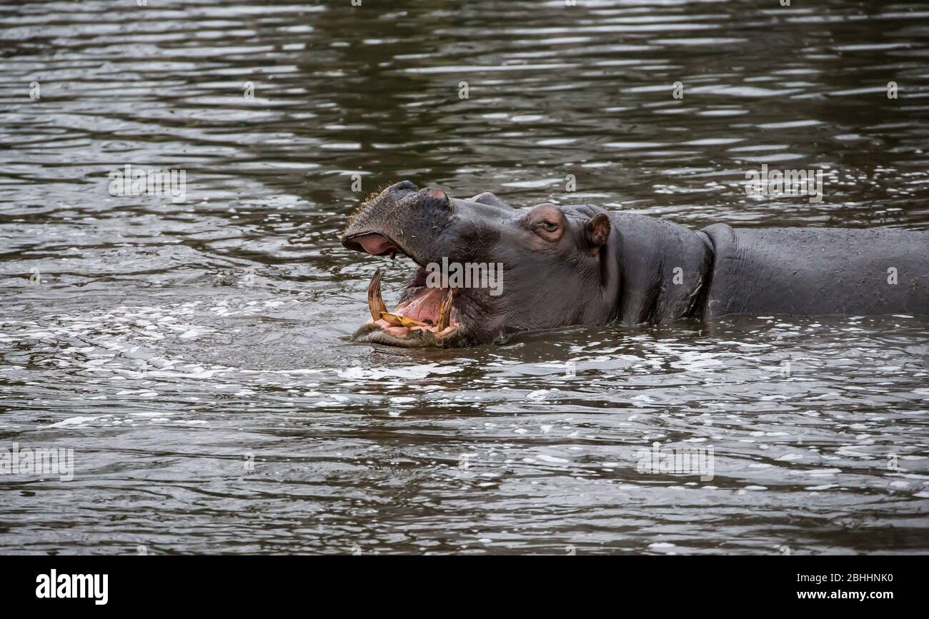 Side close up of hippopotamus animal in captivity (Hippopotamus ...